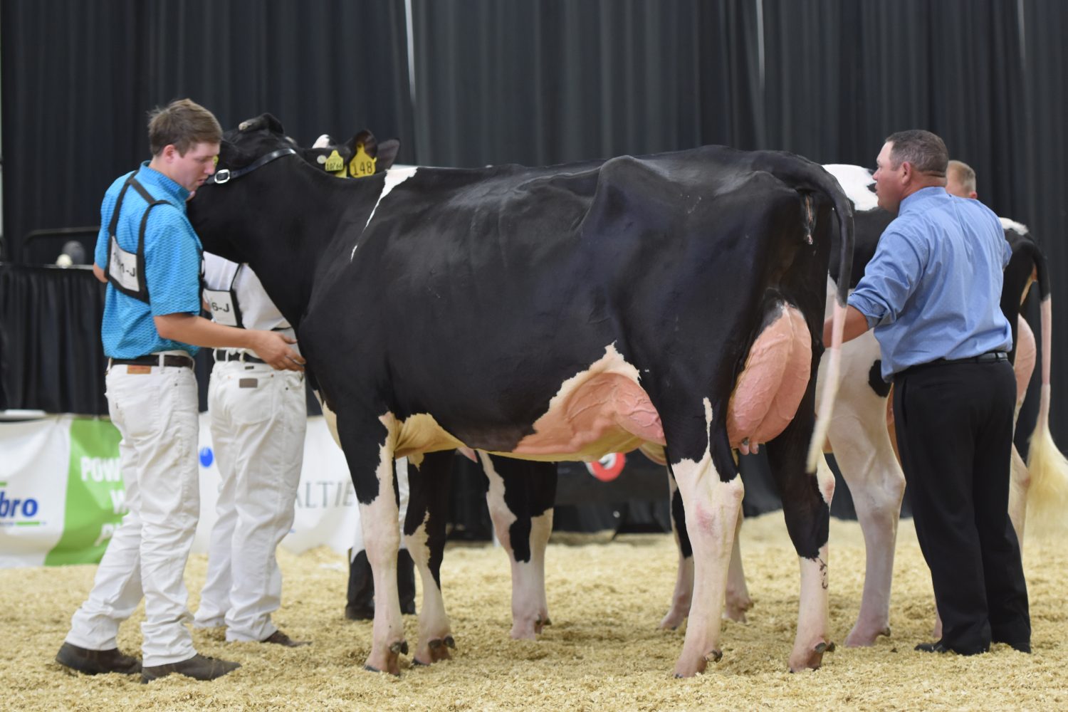 2020 Minnesota Junior Holstein State Show - Minnesota Holstein Association